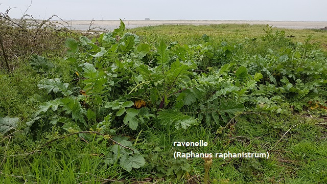 belles, sauvages et plus: la ravenelle, une plante sauvage et ...