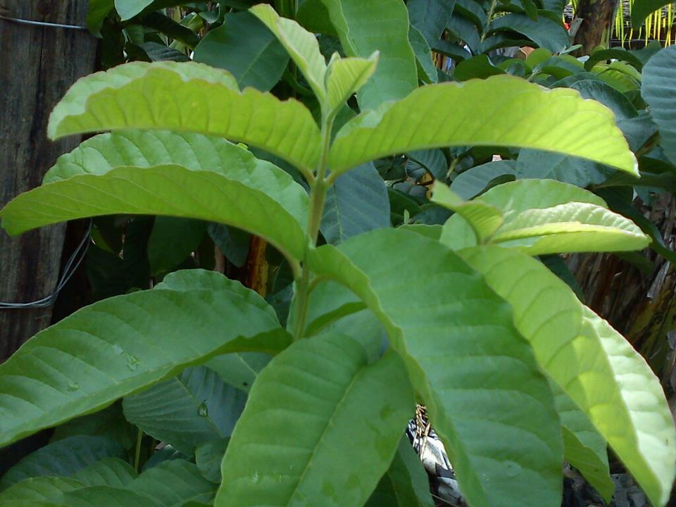 Manfaat Dan Khasiat Daun jambu Biji - Cara Tono | Tono Blogger