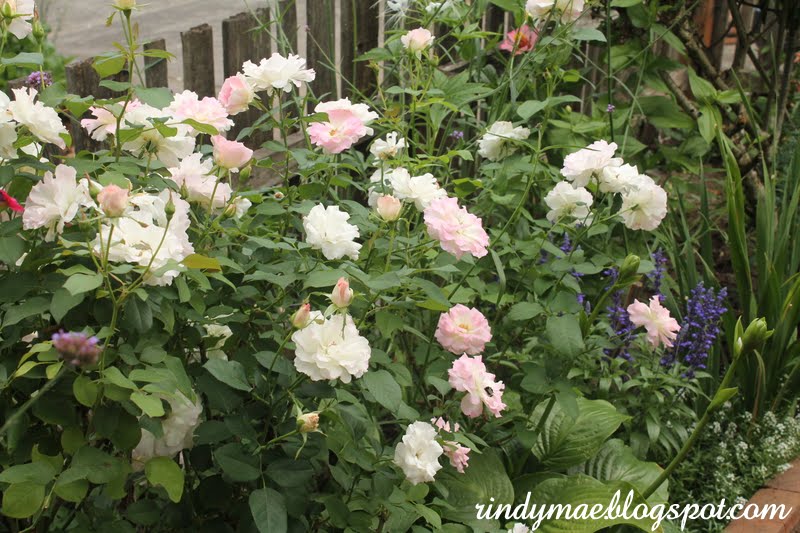 Rindy Mae: The Front Yard: 7/21/15