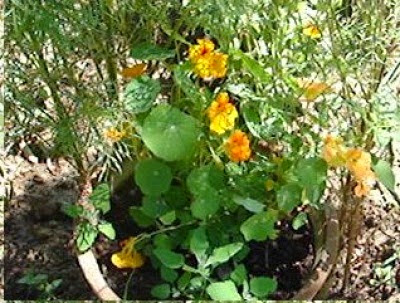 Dragoljub - koristan i aromatičan cvijet u organskom vrtu