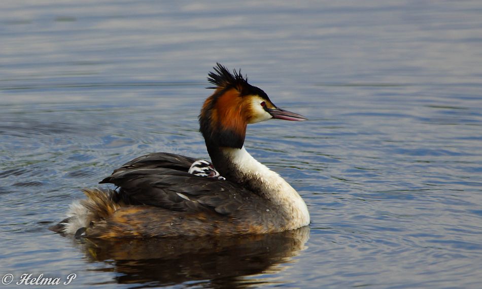 Helma's natuurfoto's: Pril geluk...............