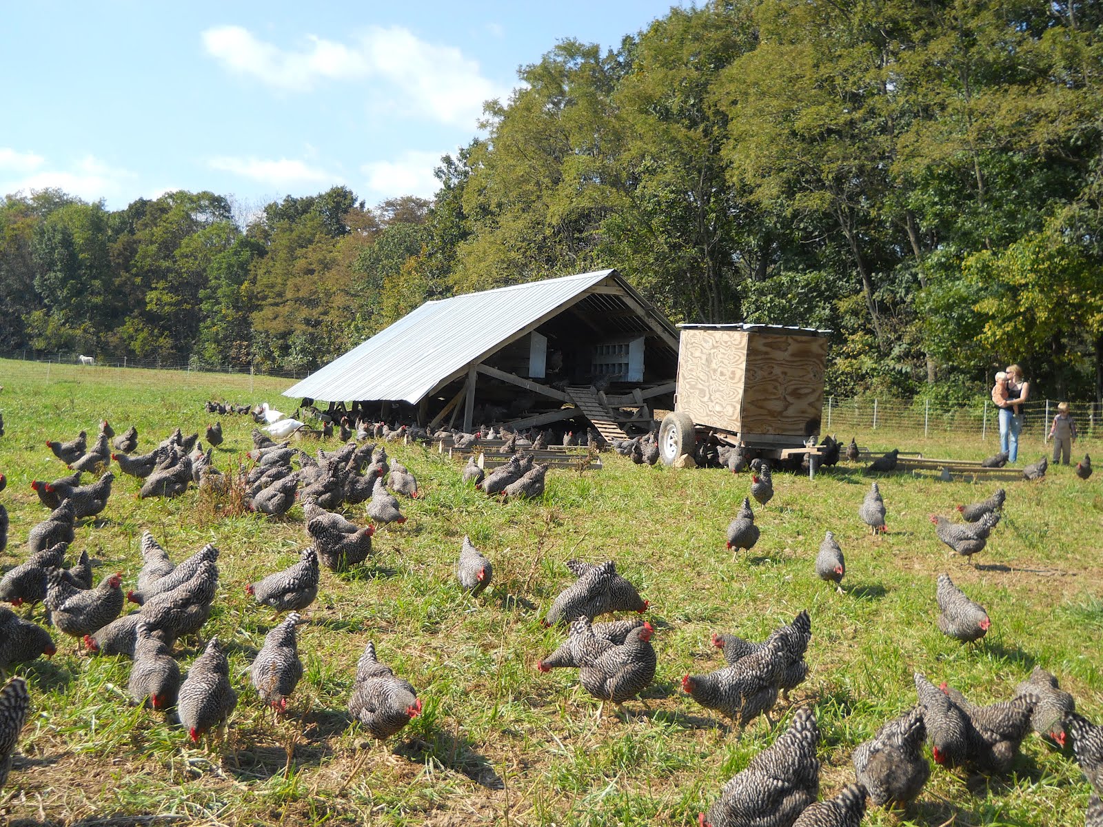 The Mountains Are Growing With Chile: Polyface Farms