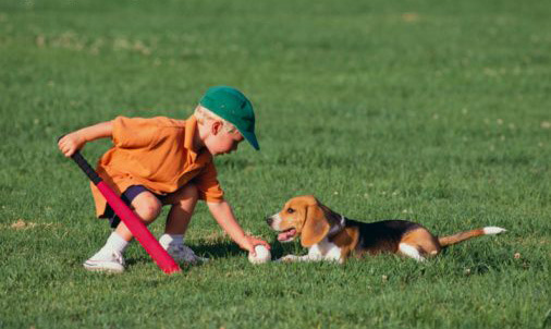 Dog Talk 101: Dogs and Baseball