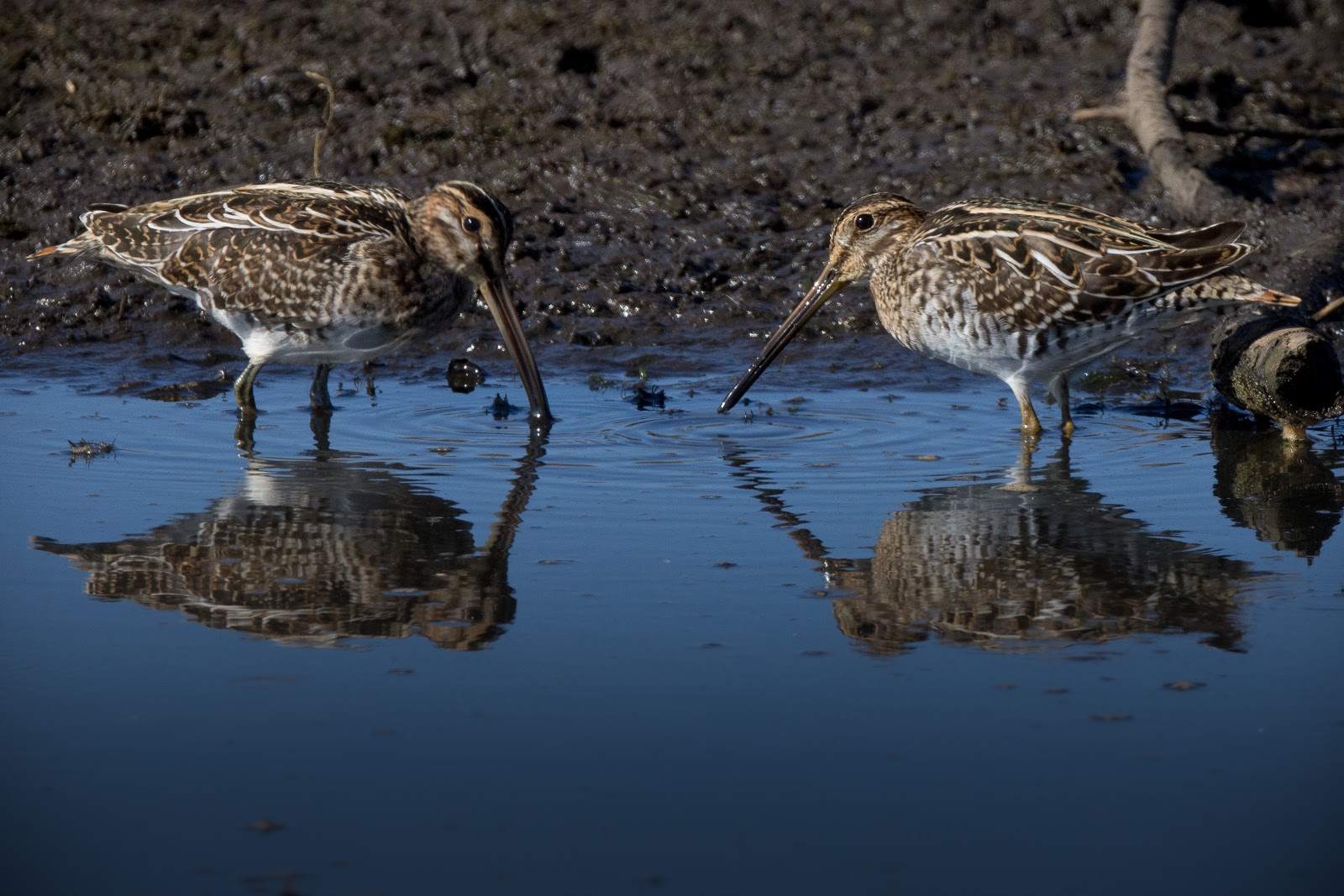 Feather Tailed Stories: Wilson's Snipe