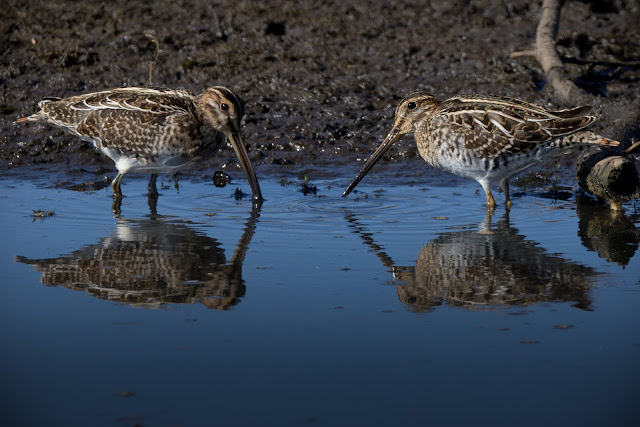 Feather Tailed Stories: Wilson's Snipe