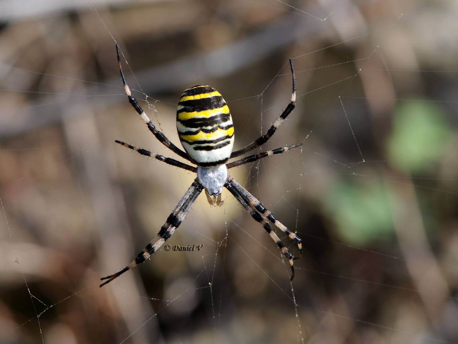 Macrophoto plaisir passion: Epeire fasciée, Argiope bruennichi