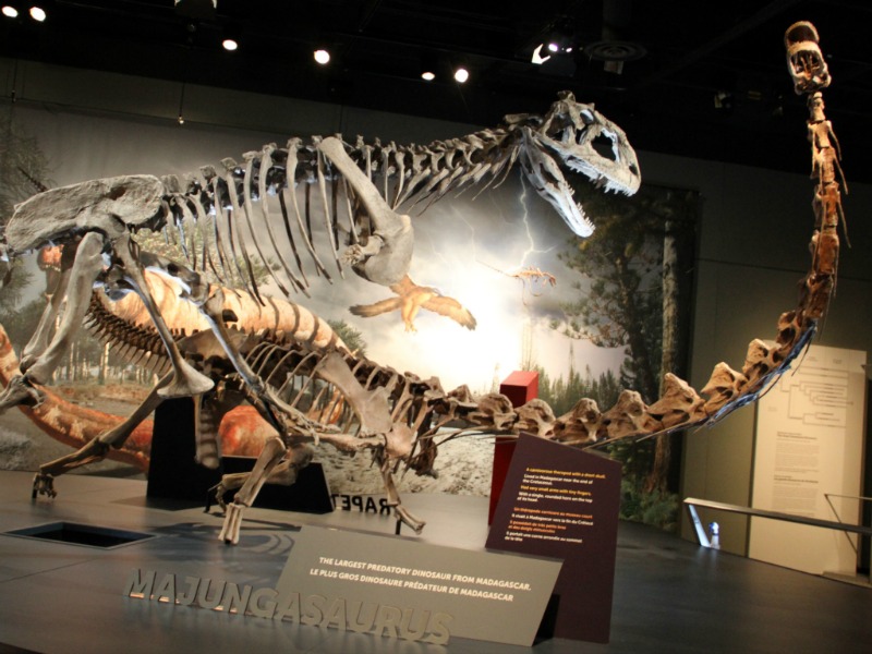 SanDiegoVille: Ultimate Dinosaurs Exhibit Roars Into San Diego's ... SanDiegoVille: Ultimate Dinosaurs Exhibit Roars Into San Diego's ...