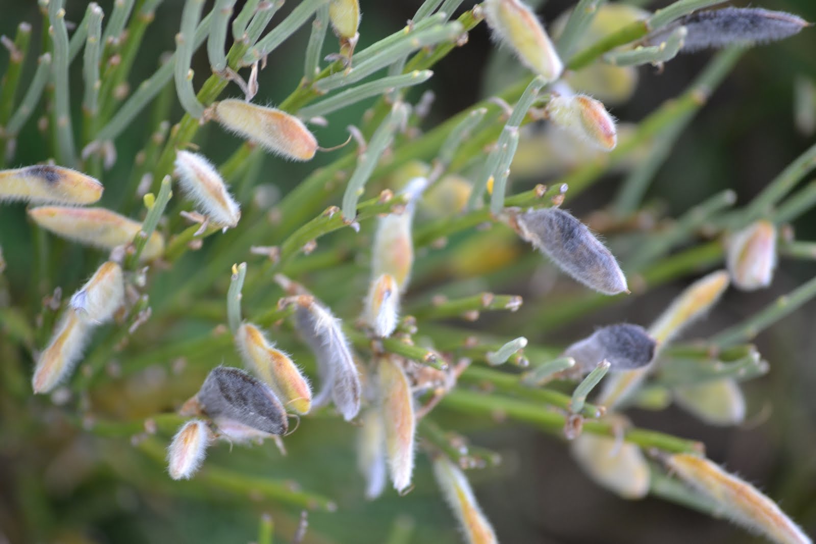 EN EL MONCAYO: Retama Negra (Cytisus scoparius)