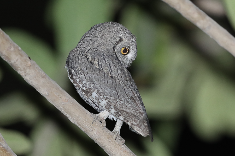 Eurasian Scops Owl – Dhahran Main Camp | Focusing on Wildlife