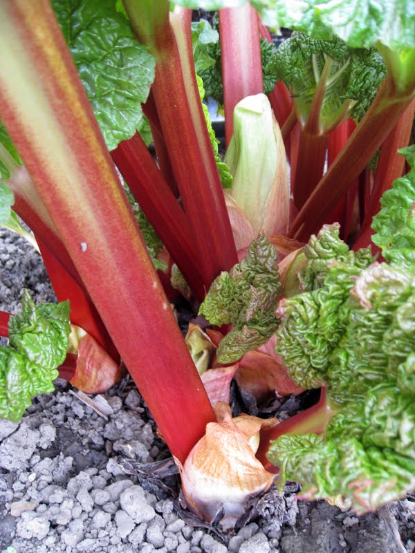 The Orchard Farm Shop, Redmoor Lane, Wisbech: March 2011