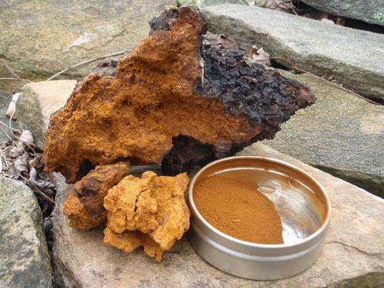 Cancer Ward Asia : THE DIFFERENCE BETWEEN CHAGA EXTRACT AND GROUND RAW ...