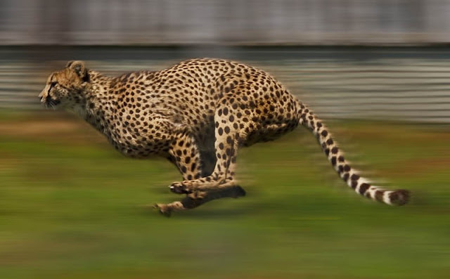 The fastest running animal on earth 120 kilometers per hour ~ VIYURA