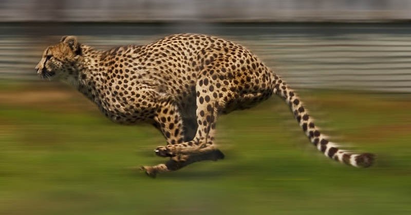 The fastest running animal on earth 120 kilometers per hour ~ VIYURA