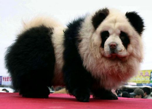 LITTLE BLACK BOX XX: panda dog