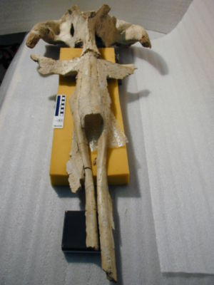 The Coastal Paleontologist: Update: The coastal paleontologist gets ...