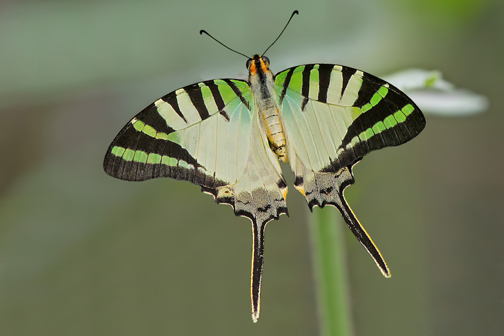 Graphium antiphates DATASHEET | BugsAlive