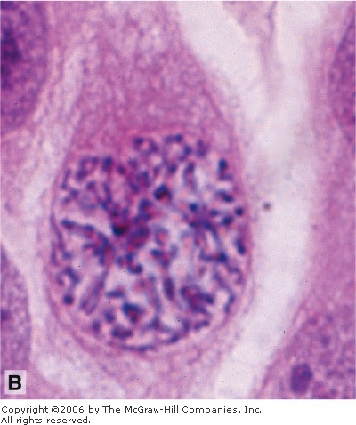 Cell Histologa Stomach histology: Mucosa, glands and layers | Kenhub
