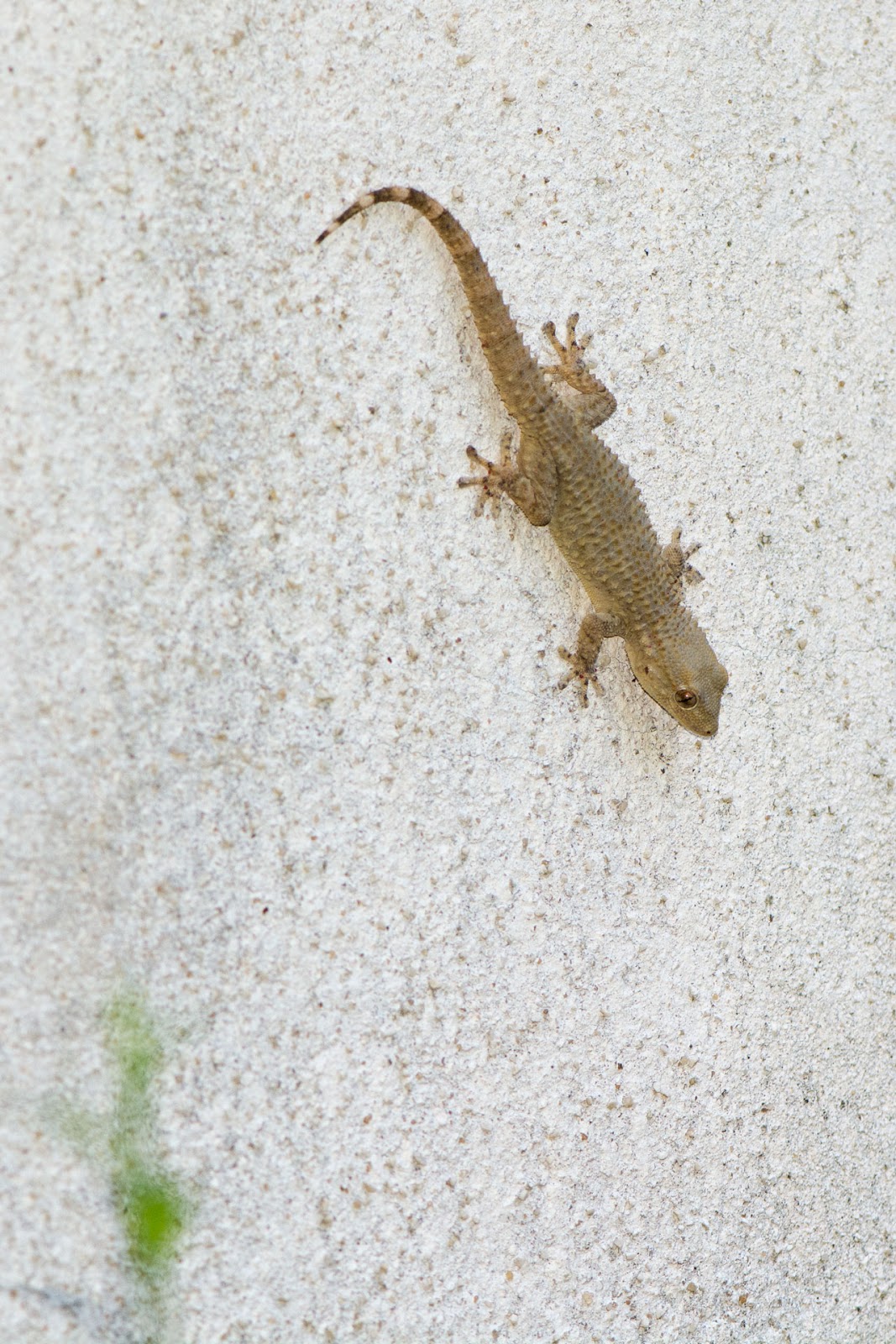 Macrophoto plaisir passion: La Tarente de Maurétanie, Tarentola mauritanica