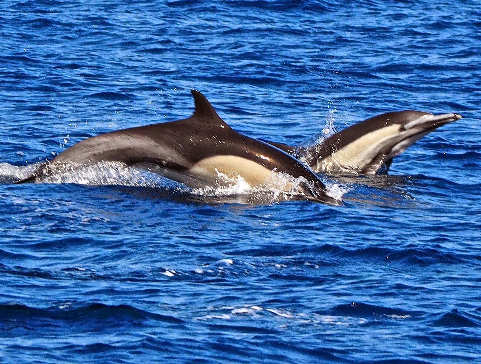 NEPTUNE 911 For Kids: Common Dolphin Herds Show Off