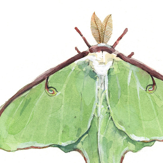 Watercolor illustration by studio tuesday: Luna Moth Watercolor ...