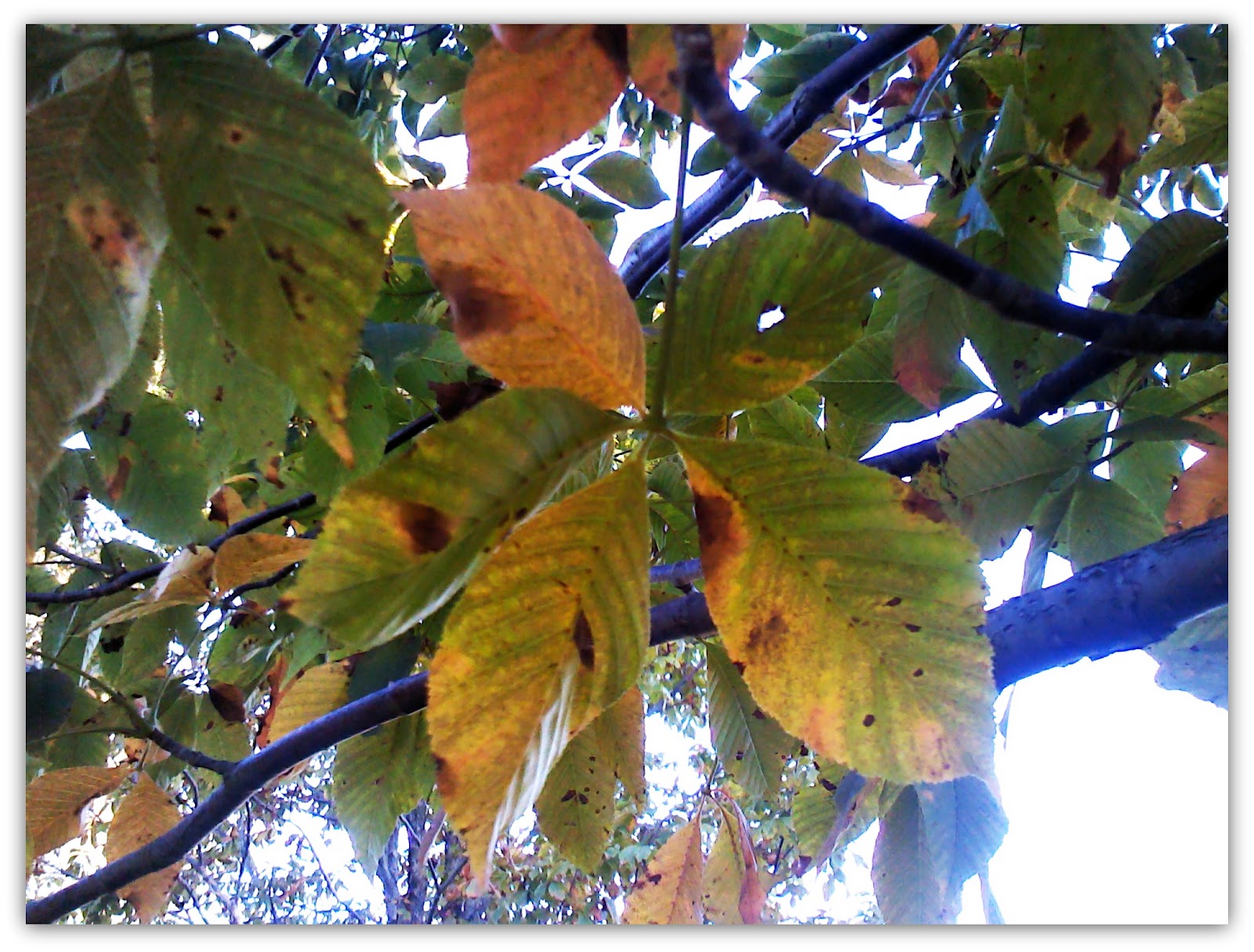 Easy Buckeyes Recipe - Chocolate Peanut Butter Balls - Sweet Little ...