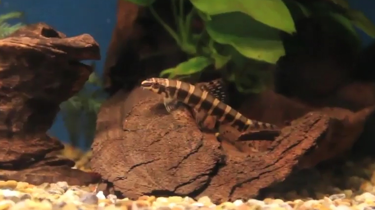 Serpent loach ( Serpenticobitis octozona ) | Malioboro