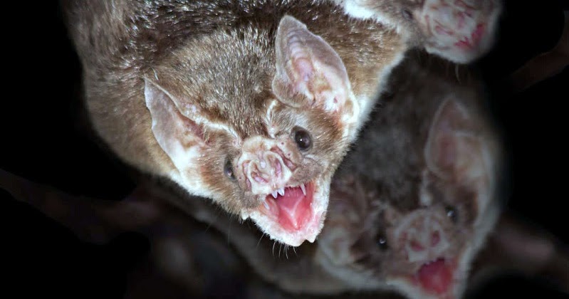 Brazilian Vampire Bats Are Now Feasting On Human Blood