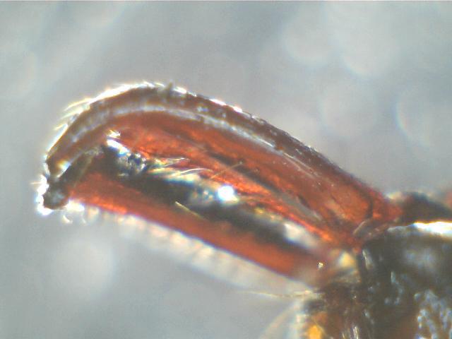 O MUNDO DOS INSETOS: FORMIGA VISTA NO MICROSCOPIO