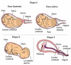 Nubia Guerrero Garcia: ETAPAS DEL PARTO