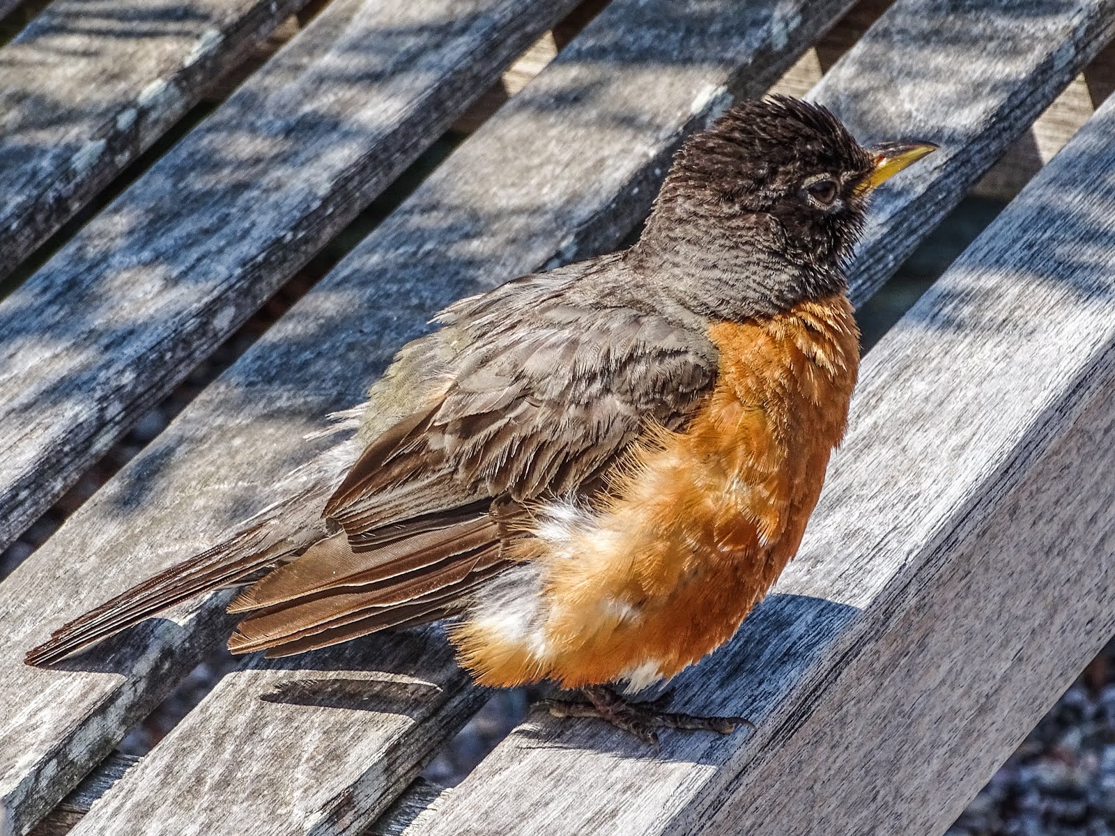 Walking Arizona: A Scruffy Baby Robin