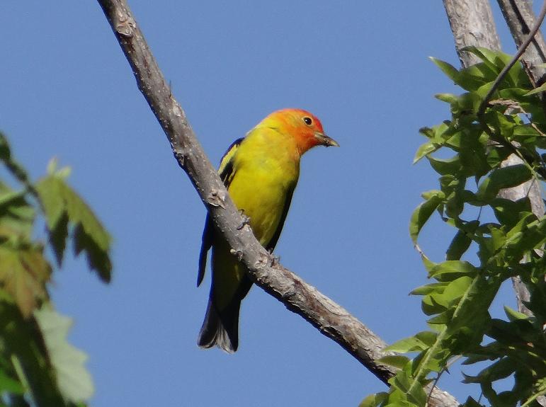 Postcards from Idyllwild: Discovering Joshua Tree National Park - Part 2