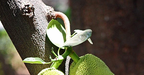 Stock Pictures: Jackfruit or Phanas Photographs