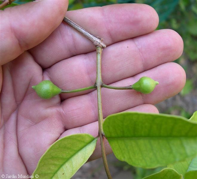 Sangrando en verde: Psidium friedrichsthalianum, el Guayabo Cas de ...