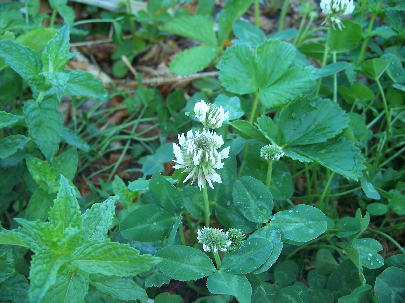 New Zealand White Clover an Orchard Cover Crop