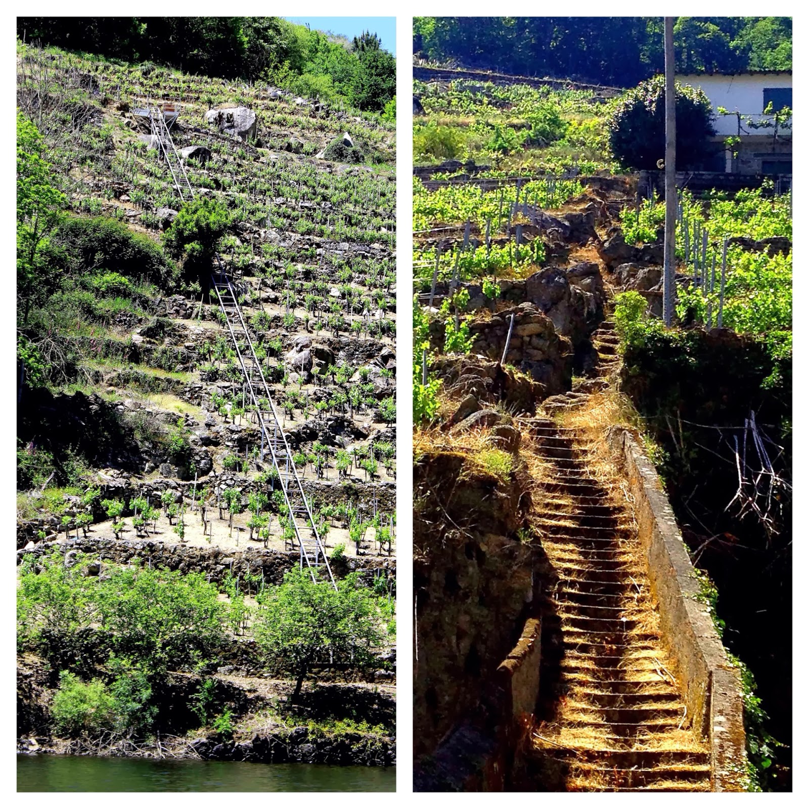 Enociencia : Ribeira Sacra, el Camino hacia la "Vinae Sacrata"
