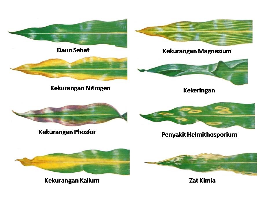 6 Punca Utama Kenapa Daun Tanaman Anda Menjadi Kekuningan. - MyMurai