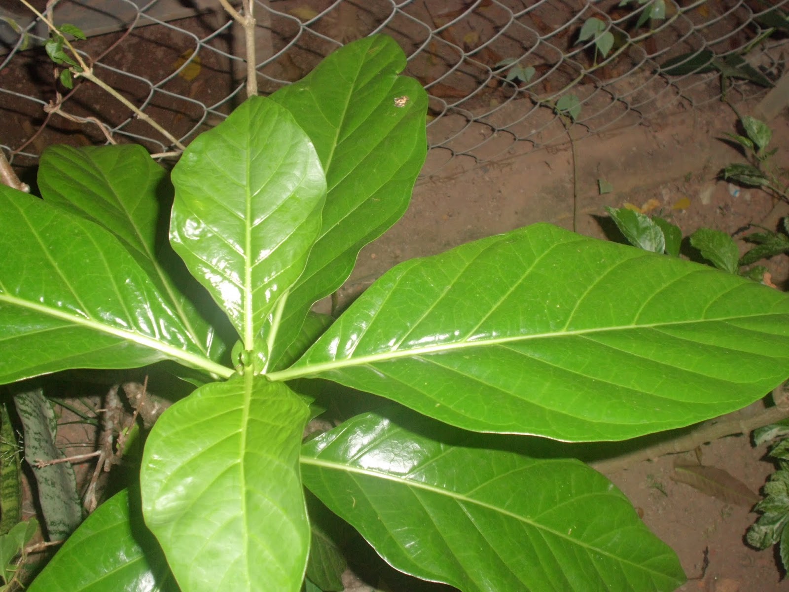 13+ Pokok Bunga Lidah Kucing, Inspirasi Top!