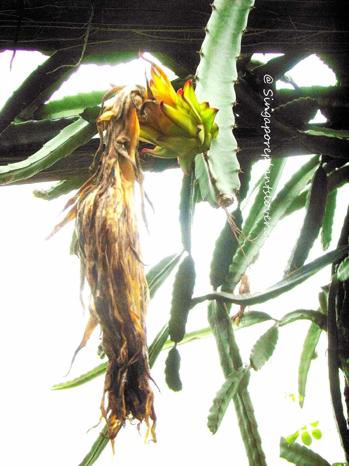 Singapore Plants Lover: Dragon Fruits