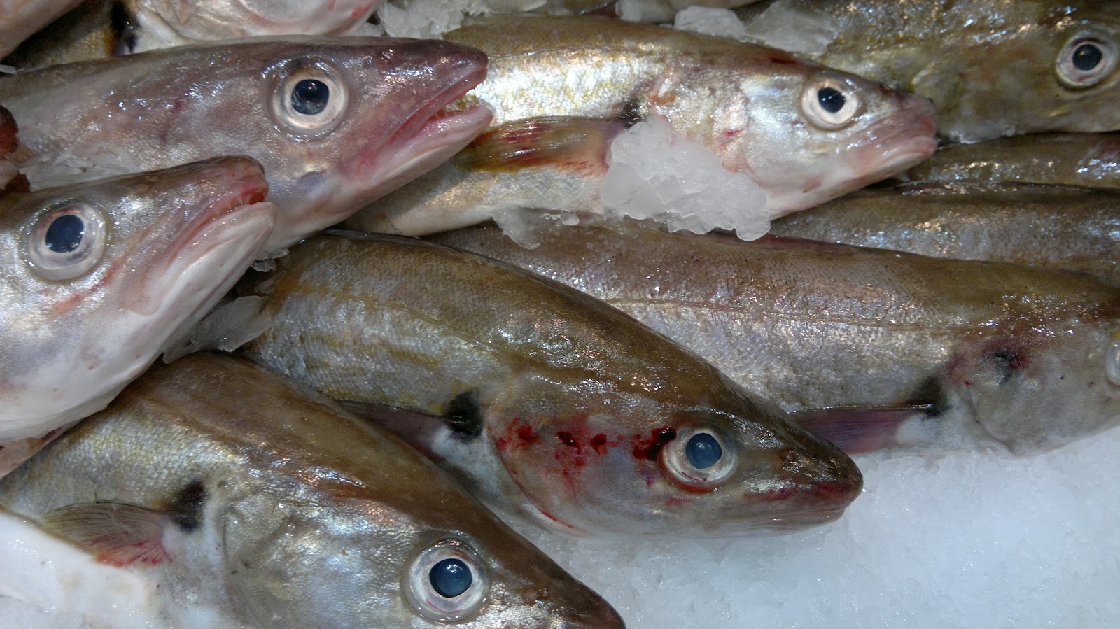 Les poissons par Dominique: juin 2012