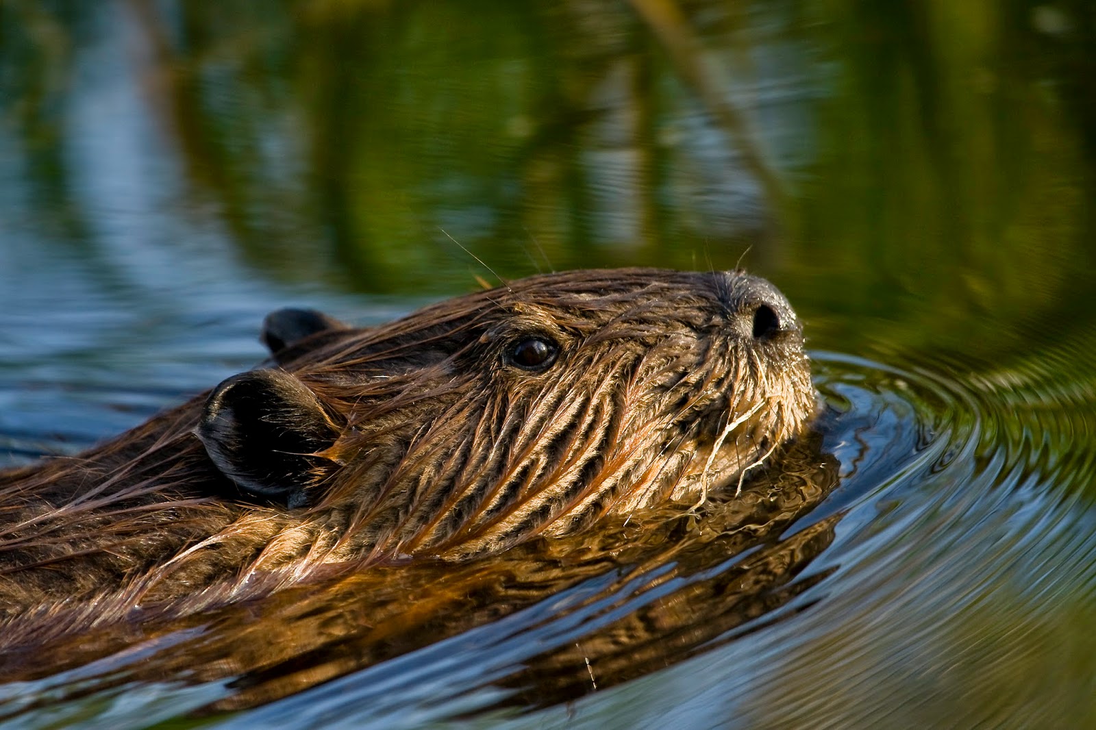 Daniel Berna Photography: Beavers