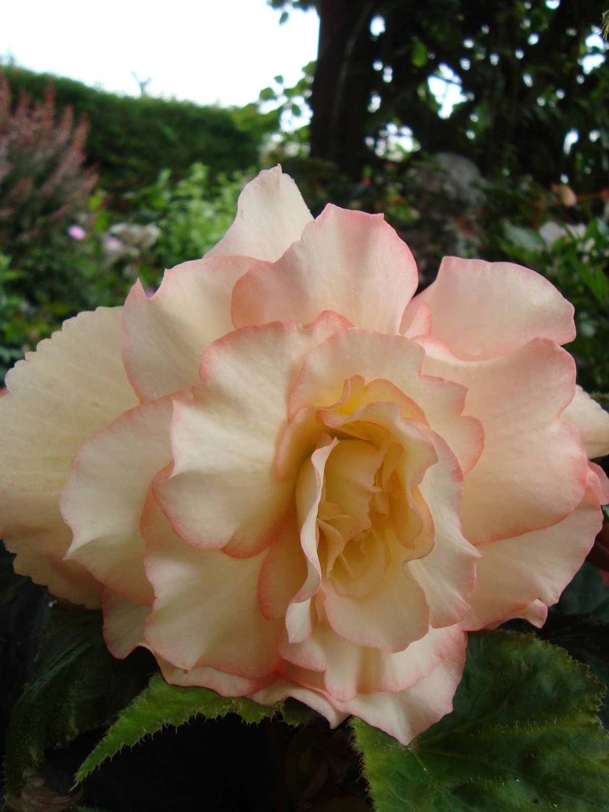 Passionnément jardin: Une fleur, un bulbe...Bégonia pendula cascade ...