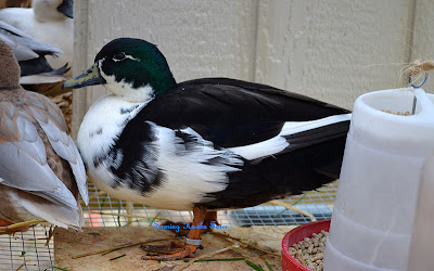 Soaring Hawks Farm: Call Ducks