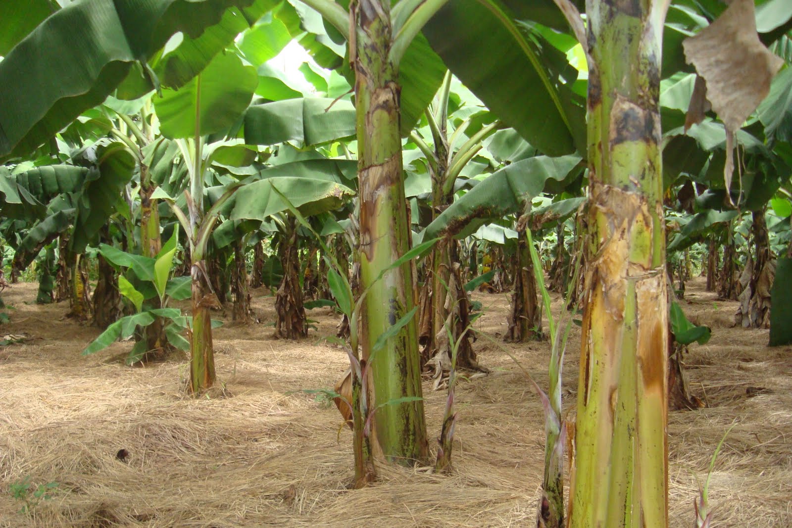 MRADI WA MIGOMBA AINA YA PHIA-Kitalu hiki kipo Kata ya Kitwe Wilaya ya ...