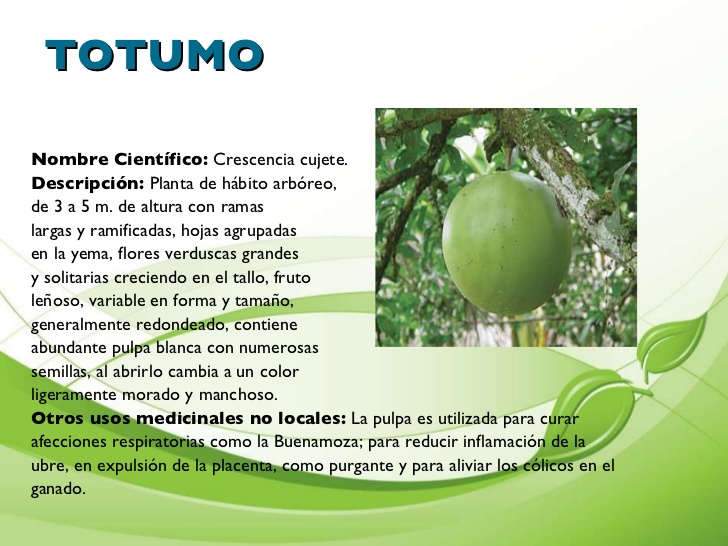 Hola, Sopetrán.: El totumo una sencilla planta.