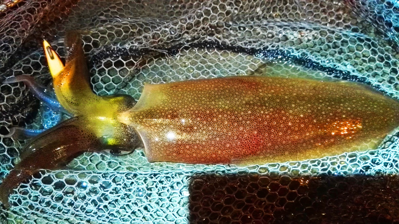 Asturpeskin: El Calamar, descripción y métodos de pesca