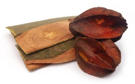 Terminalia arjuna / Kumbuk / White murdha / කුඹුක් /மருது/ अर्जुन ...