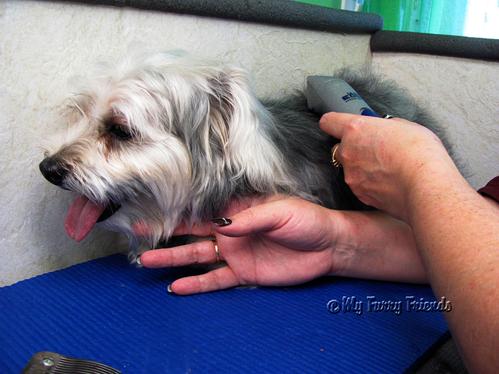 Pet Grooming: The Good, The Bad, & The Furry: Vet Vent
