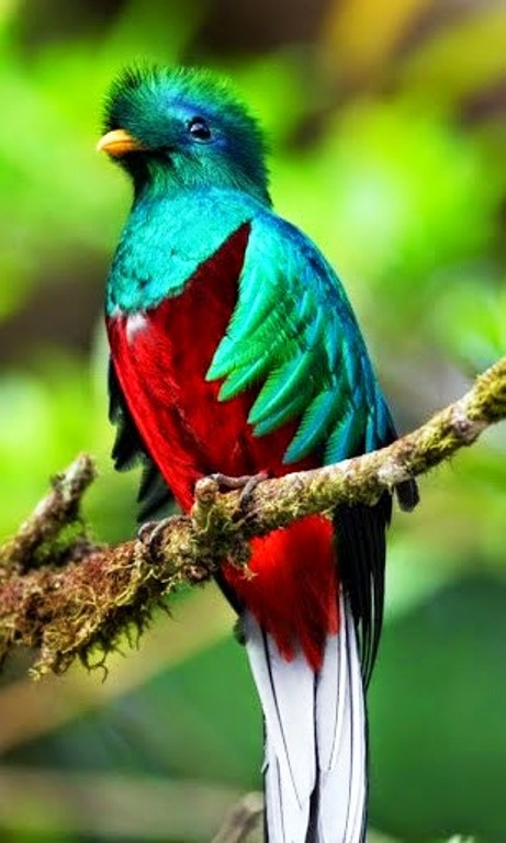 QUETZAL photos - wallpapers (ανανεωμένο) | the fun bank