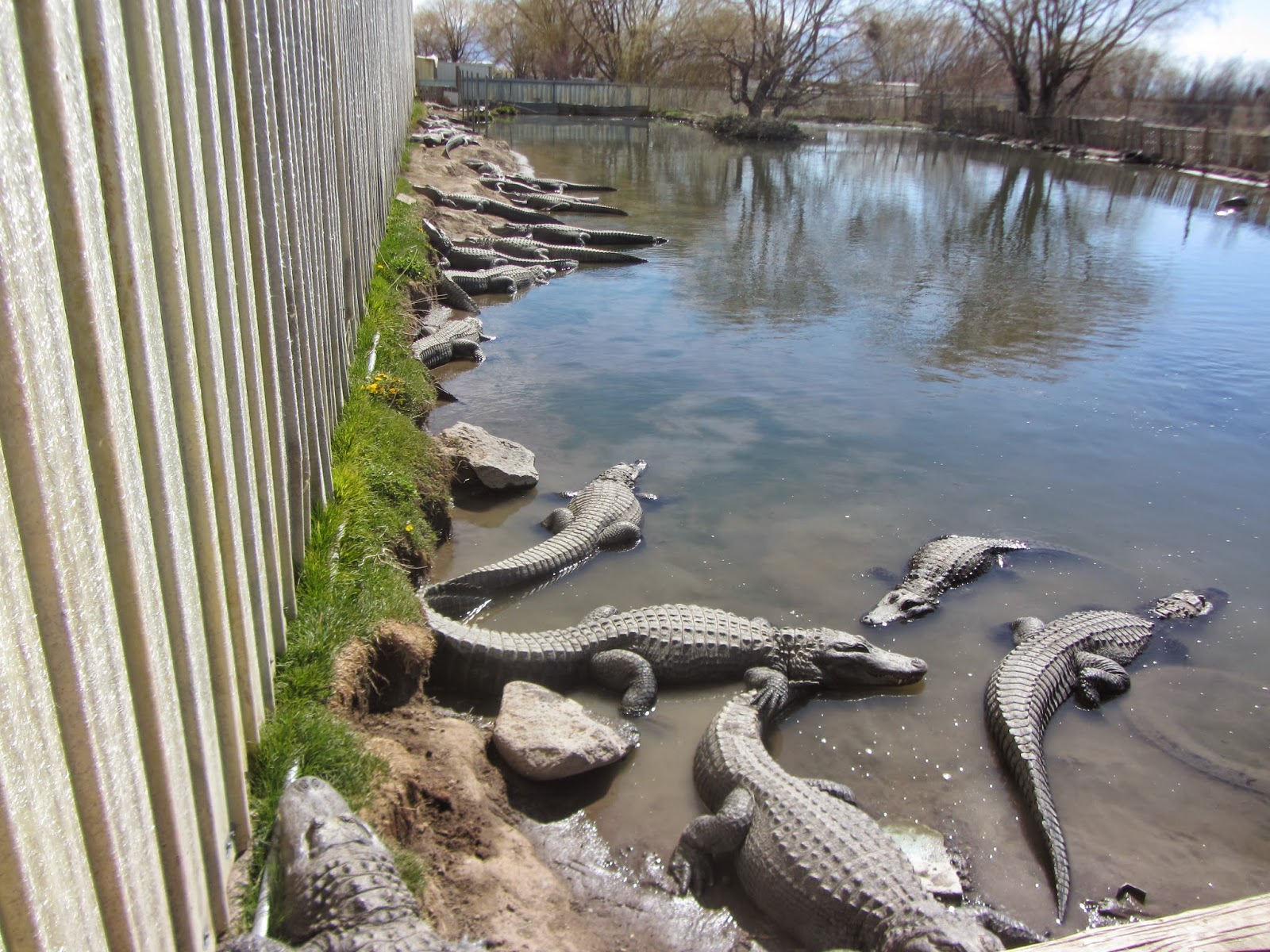 Brian & Angela Anderson Family: Colorado Gator Farm