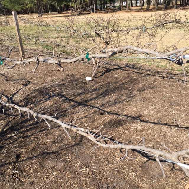 Welcome to the Pitt County Arboretum: PRUNING GRAPE VINES
